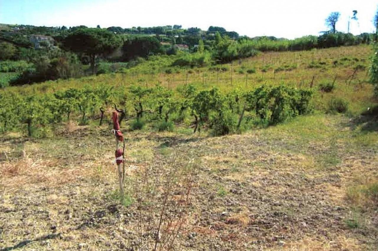 Terreno agricolo in vendita a Salemi
