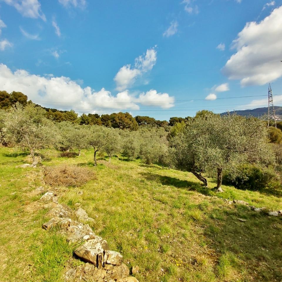 Terreno agricolo in vendita a San Bartolomeo Al Mare