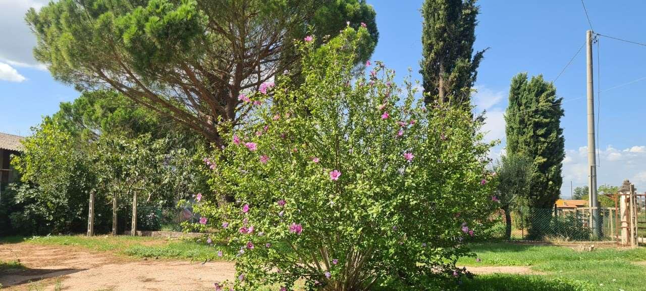 Rustico in vendita a Montefalco