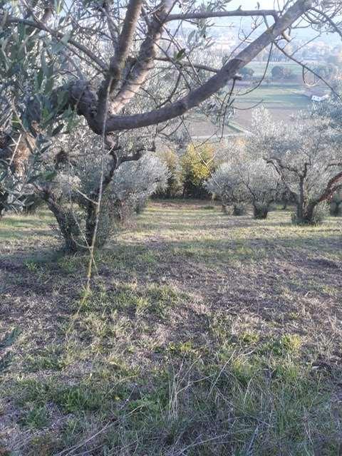 Terreno agricolo in vendita a Spoleto