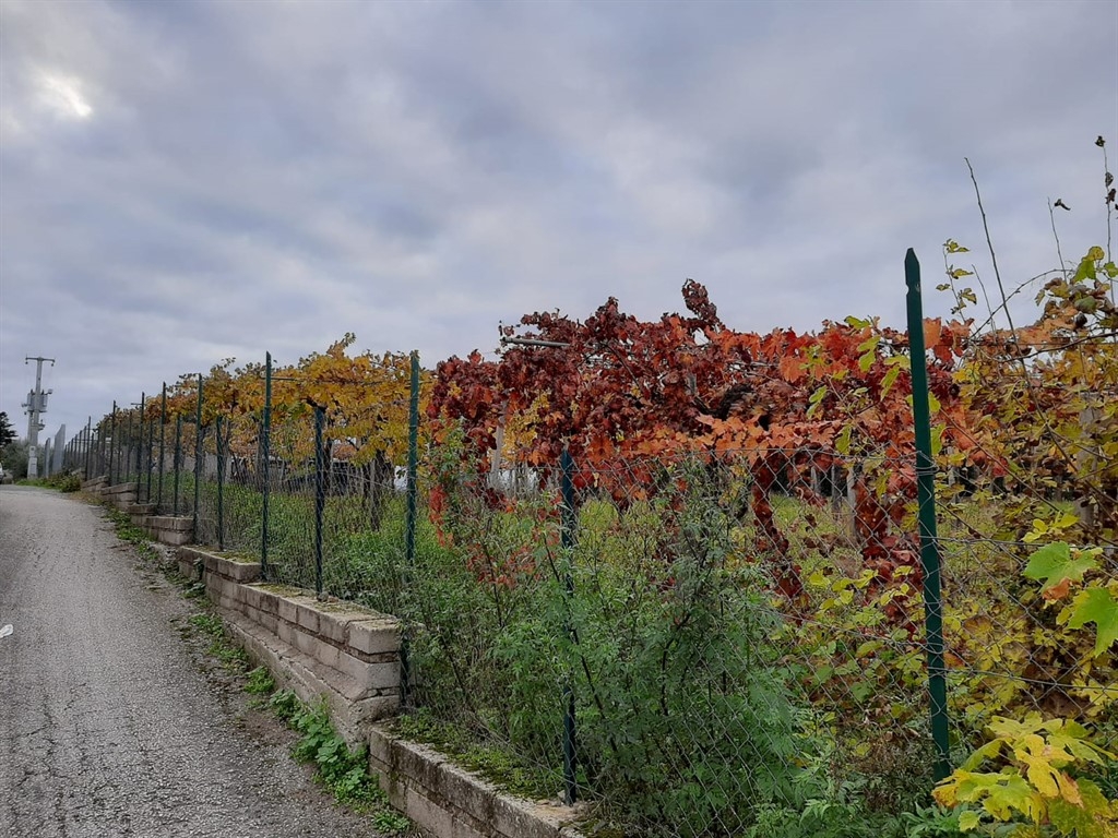 Terreno agricolo in vendita a Roma