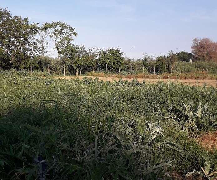 Terreno agricolo in affitto a Porto Sant'Elpidio