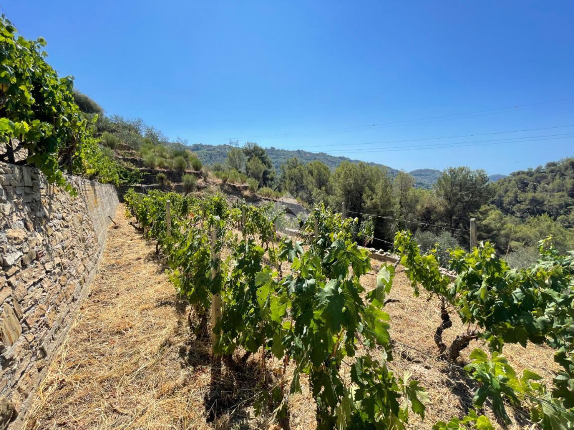 Terreno agricolo in vendita a Soldano