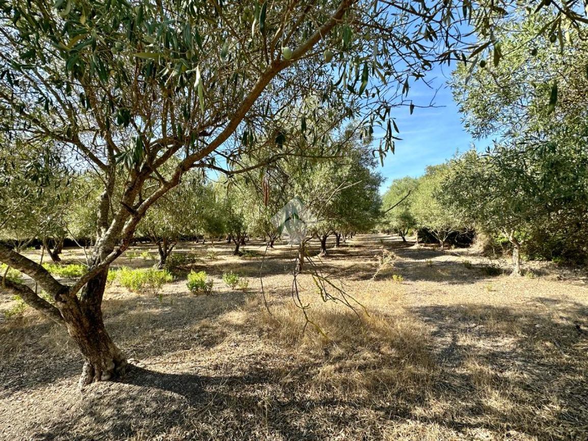 Terreno agricolo in vendita a Olmedo