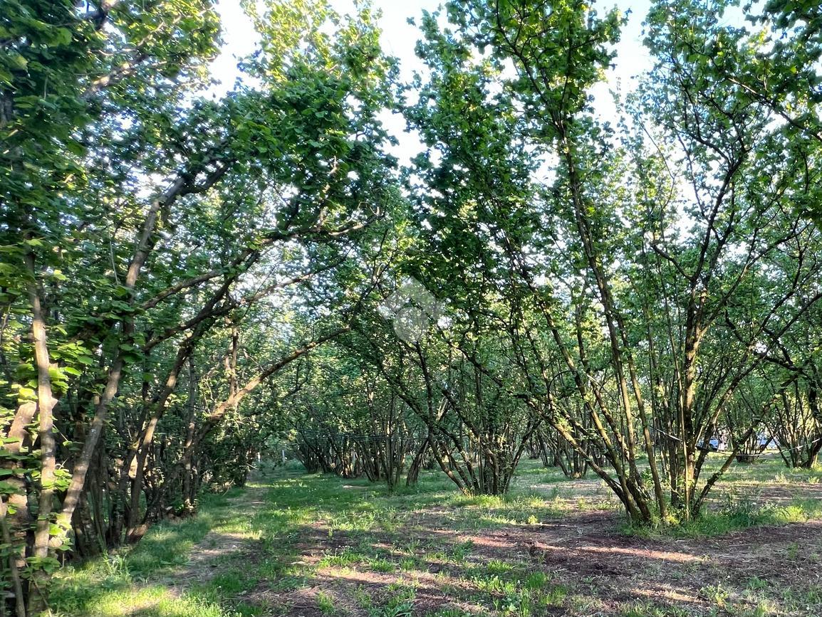 Terreno agricolo in vendita a Caprarola