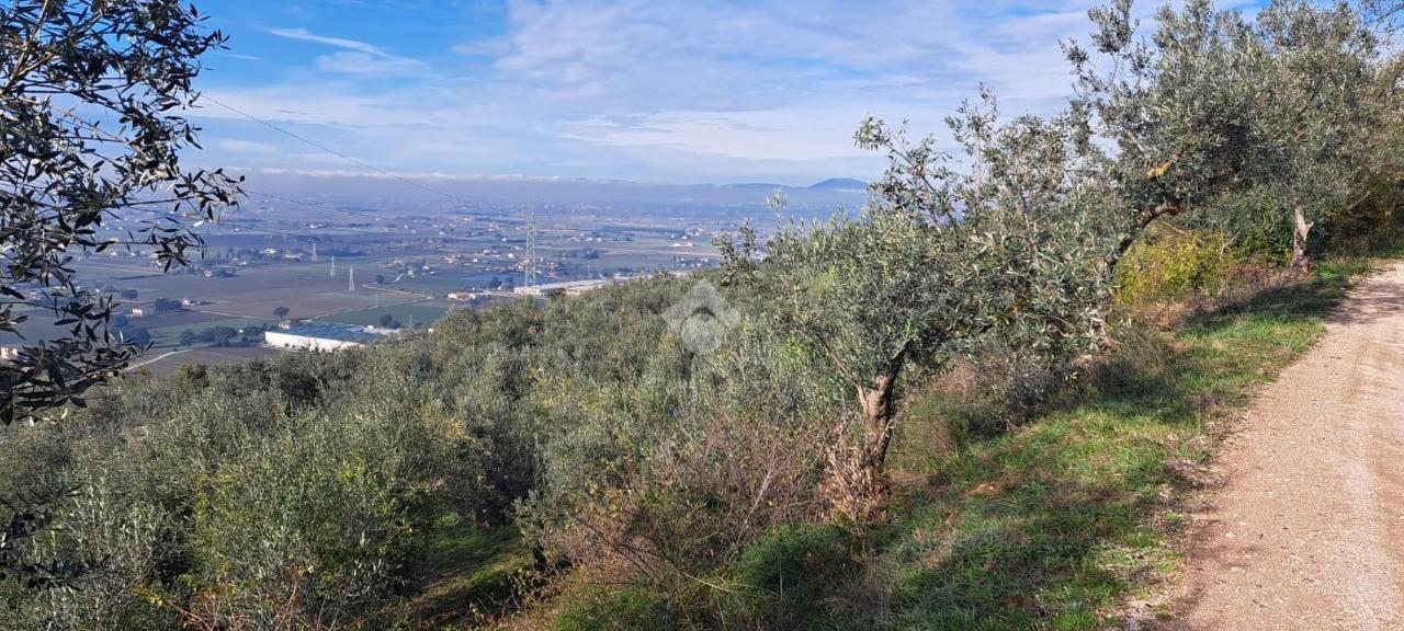 Terreno agricolo in vendita a Spello
