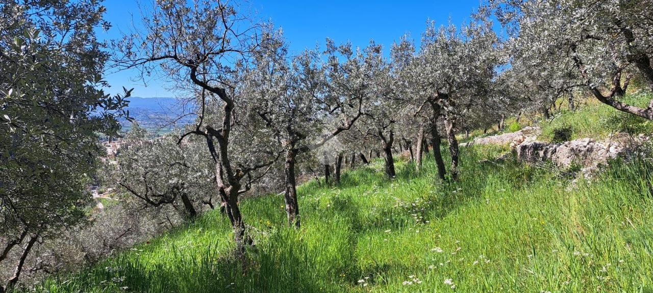 Terreno agricolo in vendita a Spello