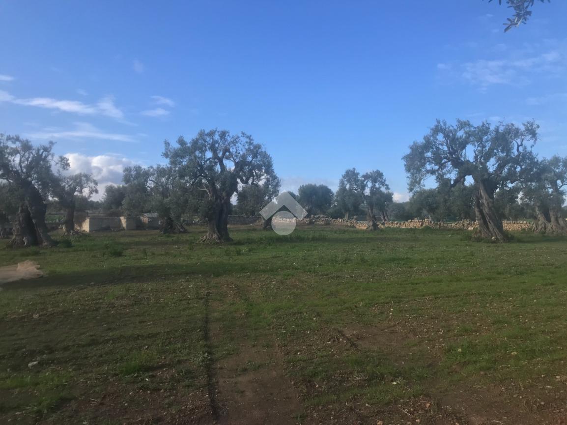 Terreno agricolo in vendita a Monopoli