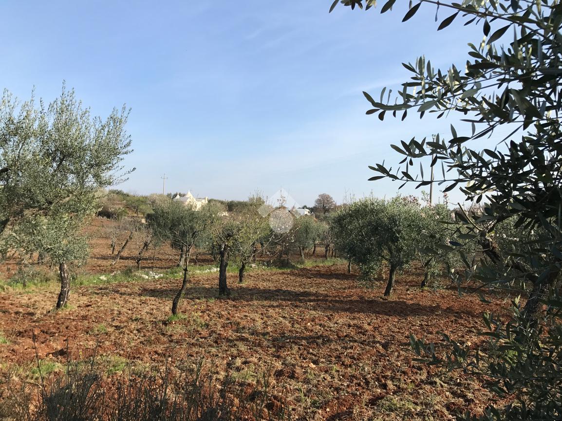 Terreno agricolo in vendita a Monopoli