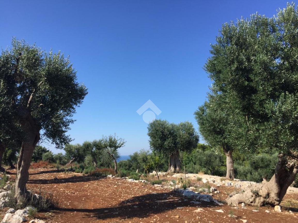 Terreno agricolo in vendita a Polignano A Mare