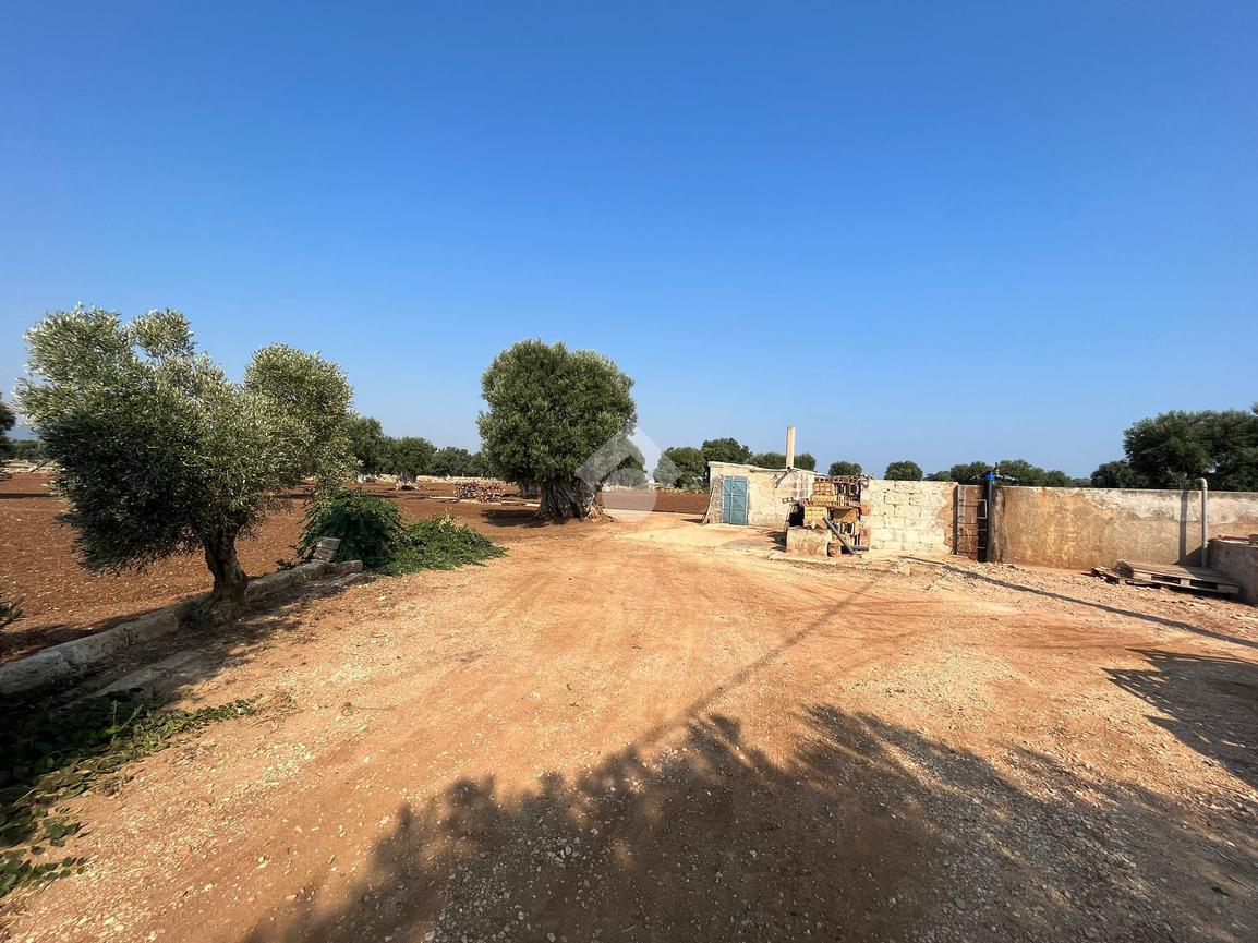 Terreno agricolo in vendita a Fasano