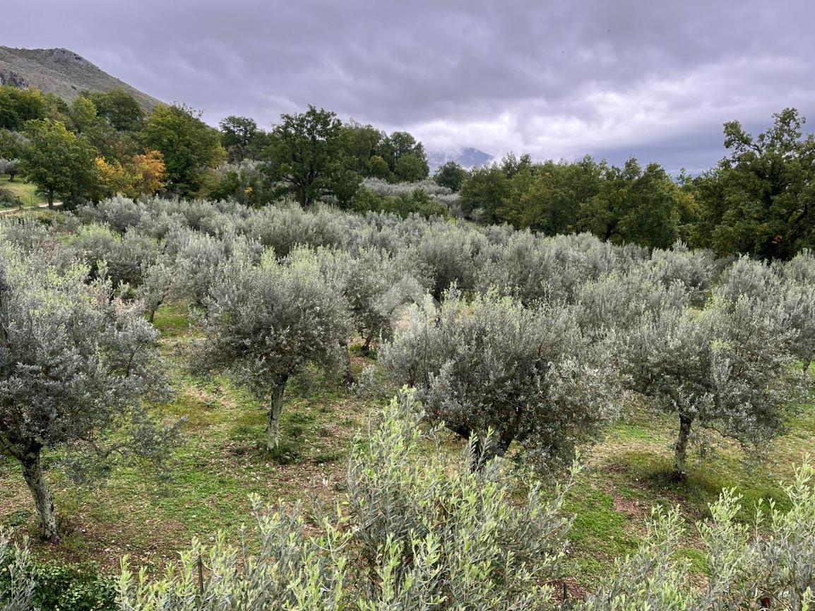 Terreno agricolo in affitto a San Vittore Del Lazio