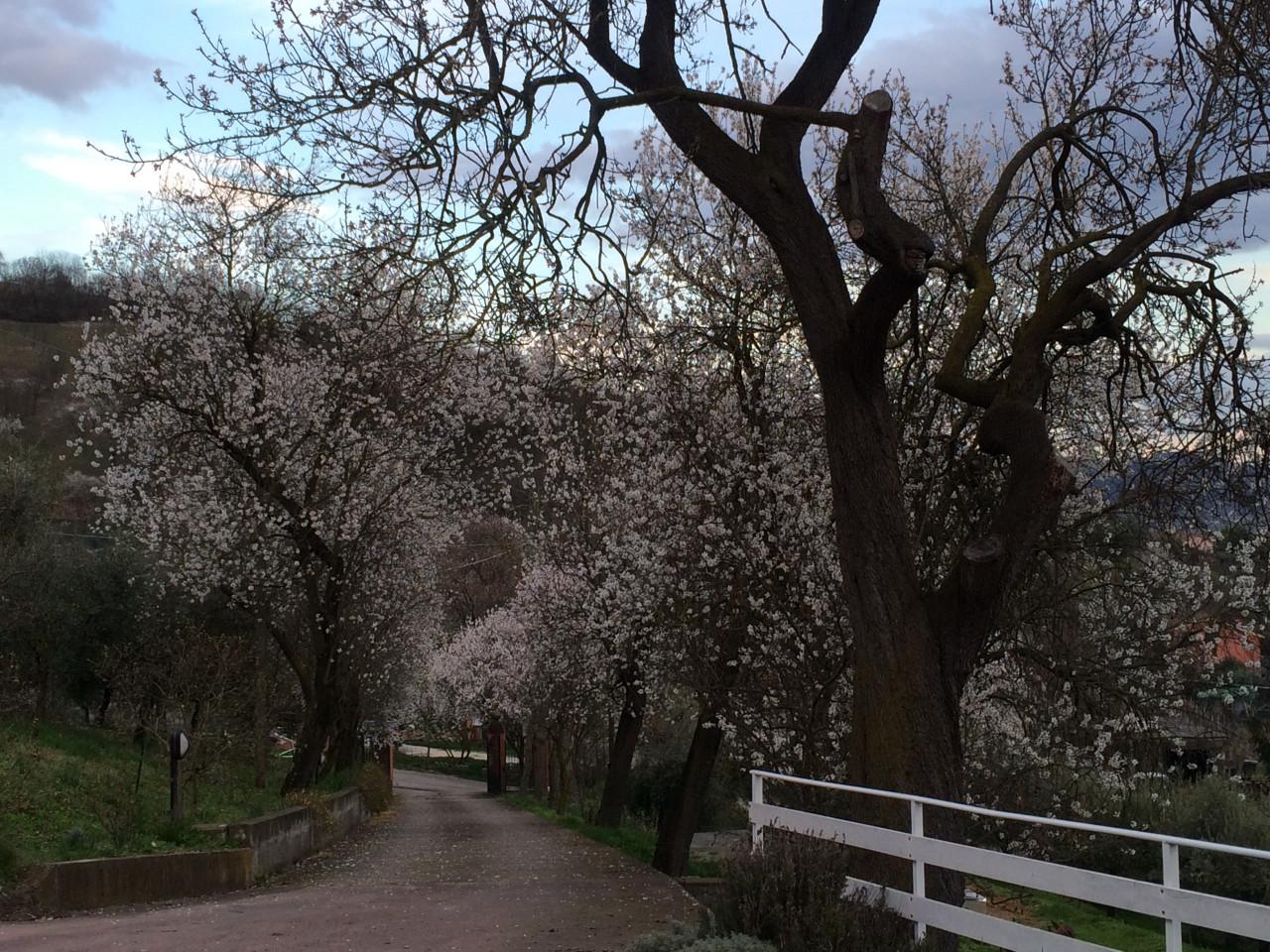 Casa indipendente in vendita a Lozzo Atestino