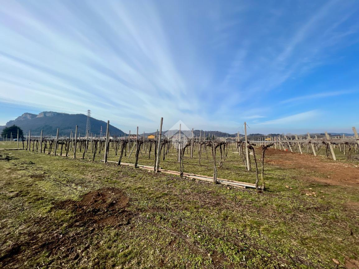 Terreno agricolo in vendita a Affi