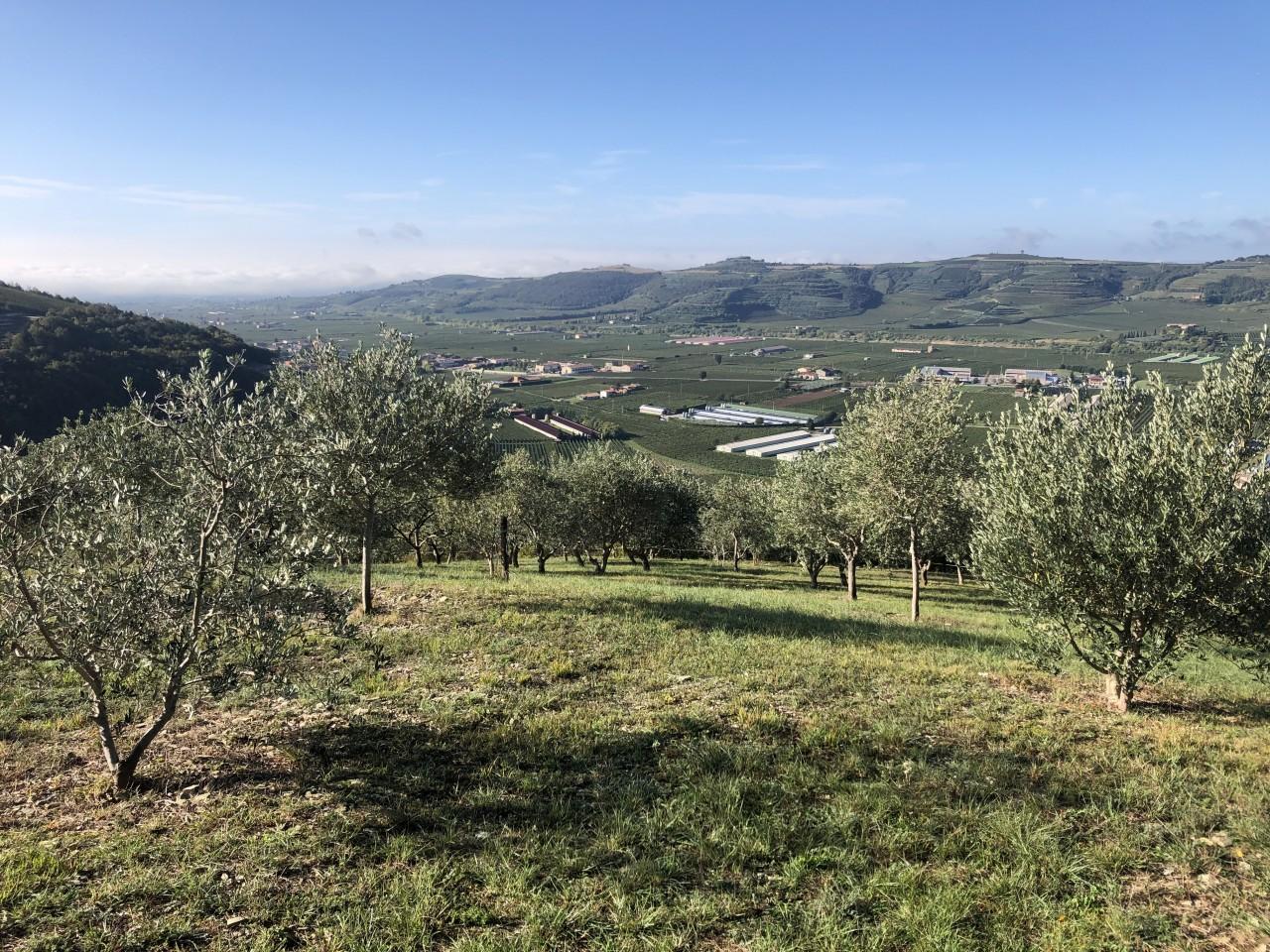 Terreno agricolo in vendita a Tregnago