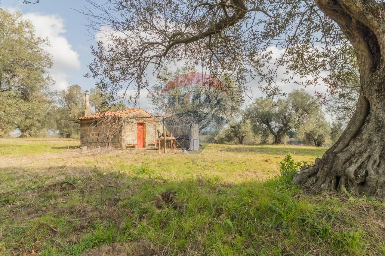 Terreno agricolo in vendita a Canino