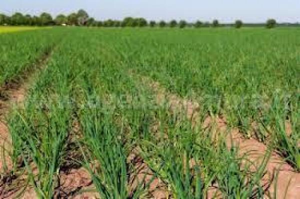 Terreno agricolo in vendita a Albenga