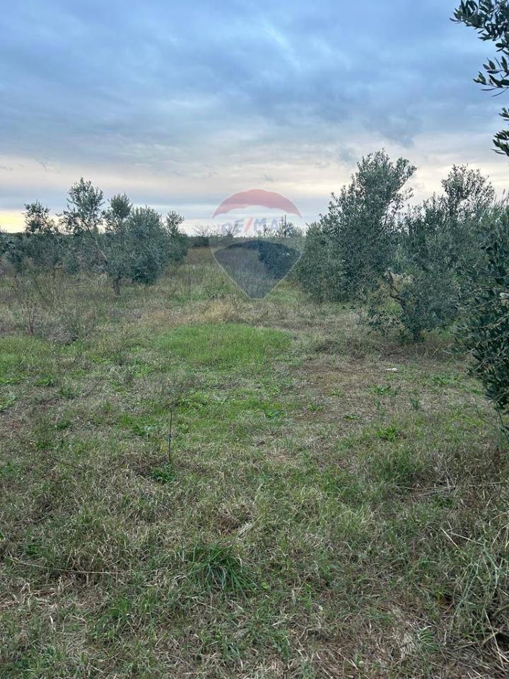Terreno agricolo in vendita a Cecina