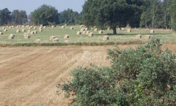 Rustico in vendita a Nepi