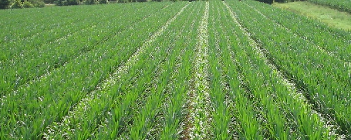 Terreno agricolo in vendita a Lodi