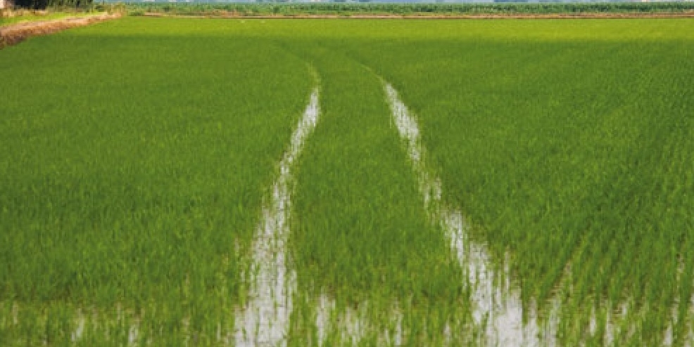 Terreno agricolo in vendita a Milano