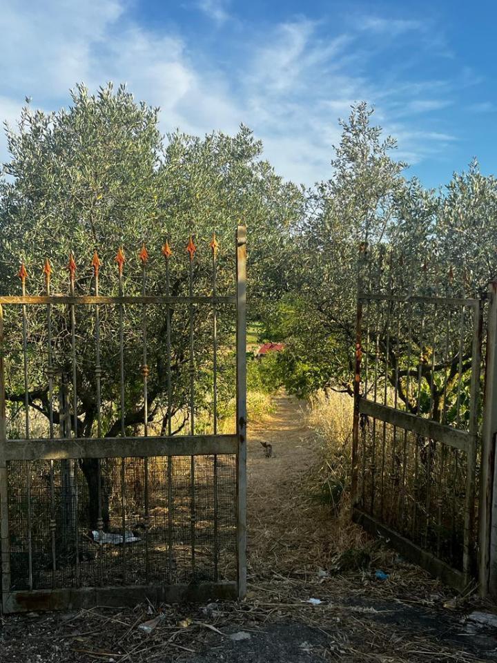 Terreno agricolo in vendita a Fonte Nuova