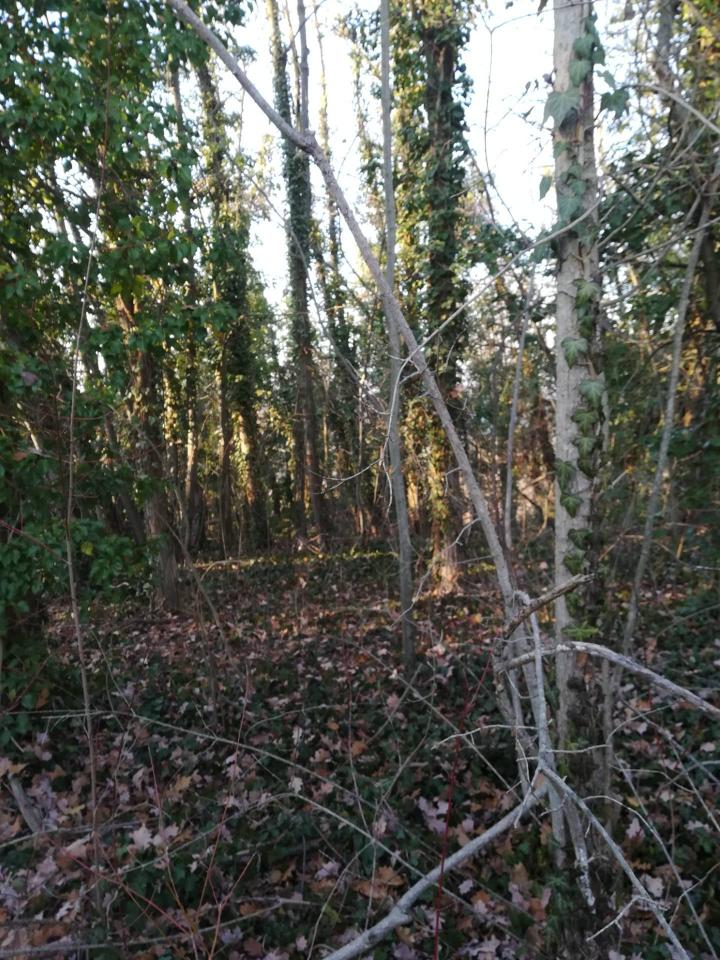 Terreno agricolo in vendita a Montechiaro D'Asti