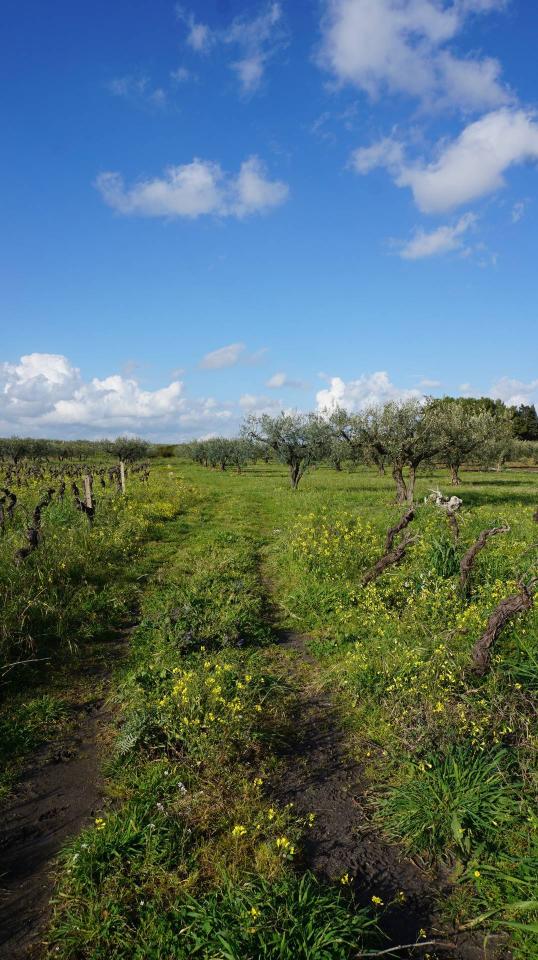 Terreno agricolo in vendita a Castelvetrano