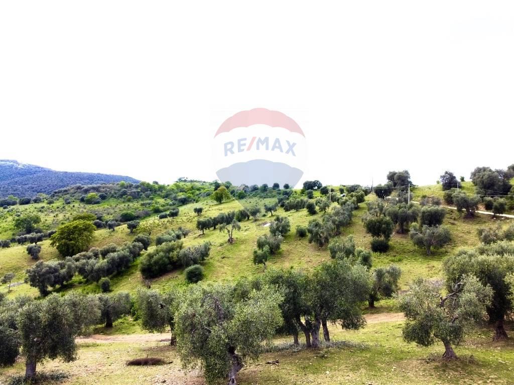 Terreno agricolo in vendita a Grosseto