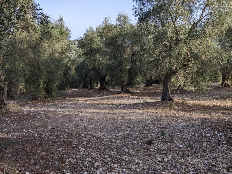 Terreno edificabile in vendita a Vico Del Gargano