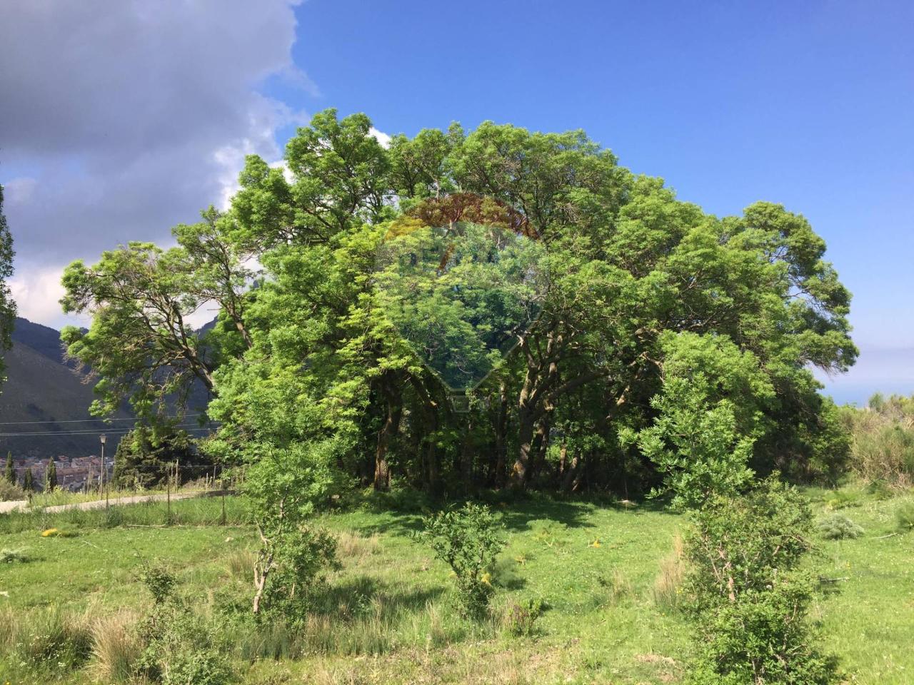 Terreno agricolo in affitto a Monreale