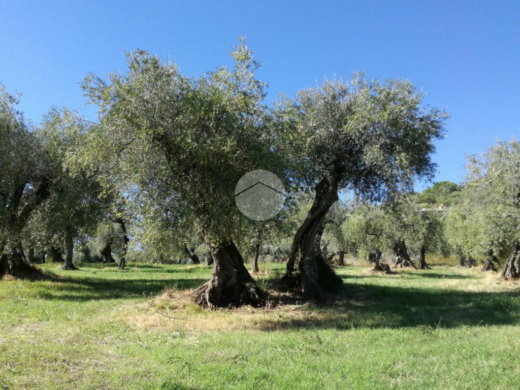 Terreno agricolo in vendita a Negrar