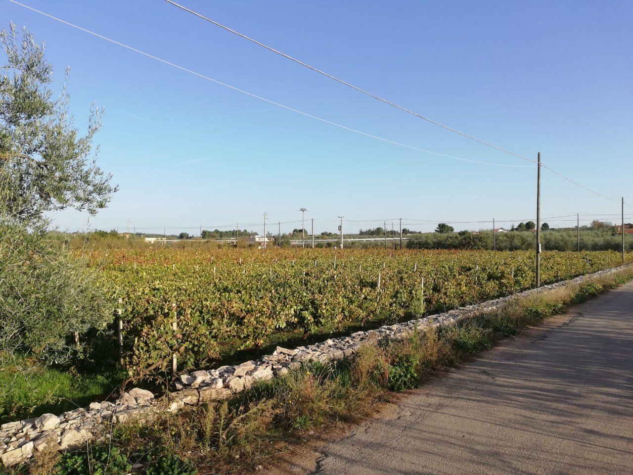 Terreno agricolo in vendita a Corato