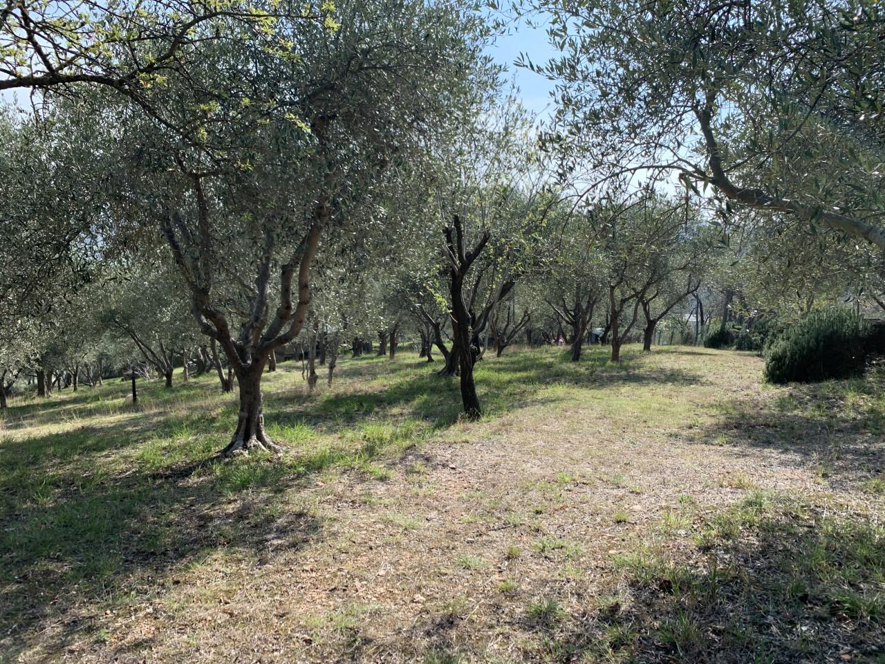 Terreno edificabile residenziale in vendita a Arqua' Petrarca