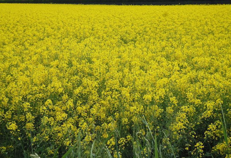 Terreno edificabile residenziale in vendita a Campolongo Maggiore