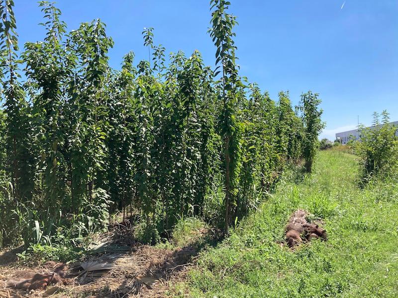 Terreno agricolo in vendita a Sant'Angelo Di Piove Di Sacco