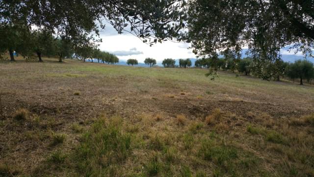 Terreno agricolo in vendita a Lanciano