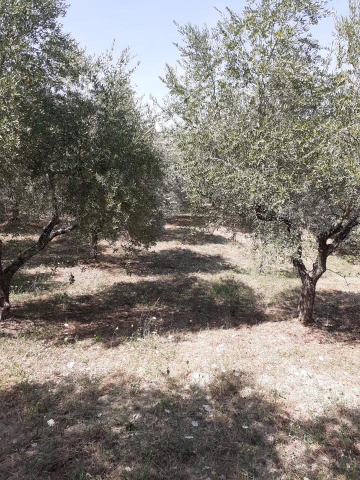 Terreno edificabile residenziale in vendita a Lucito