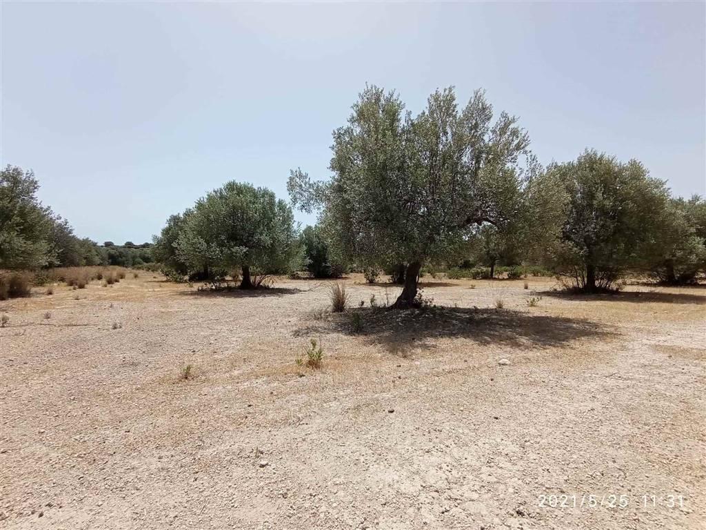 Terreno agricolo in vendita a Noto