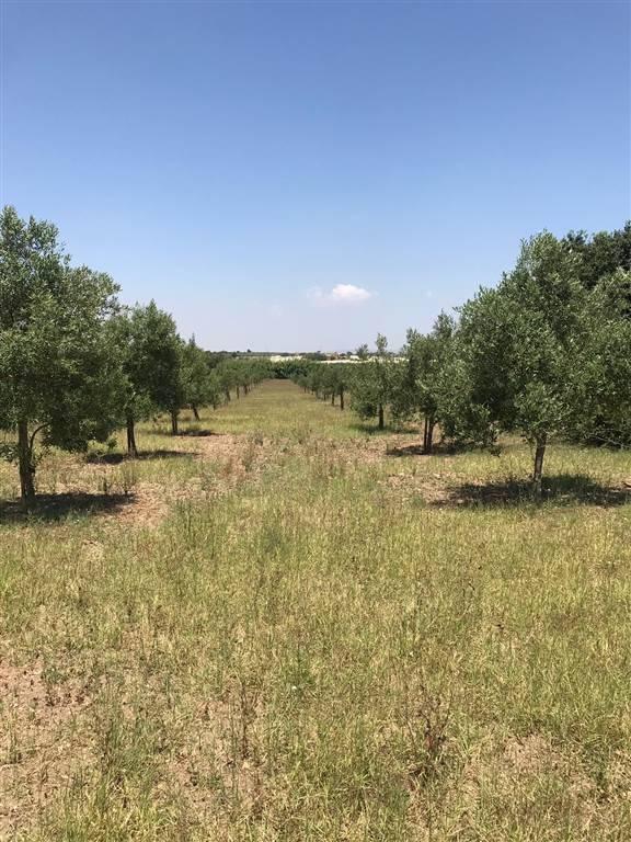 Terreno agricolo in vendita a Noto