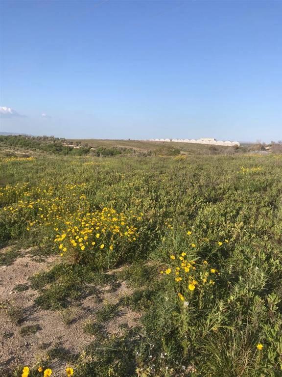 Terreno agricolo in vendita a Pachino
