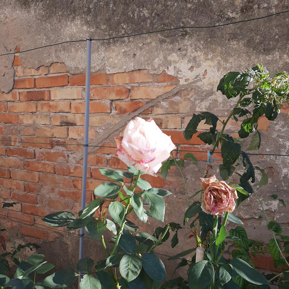 Casa indipendente in vendita a Villanova Di Camposampiero