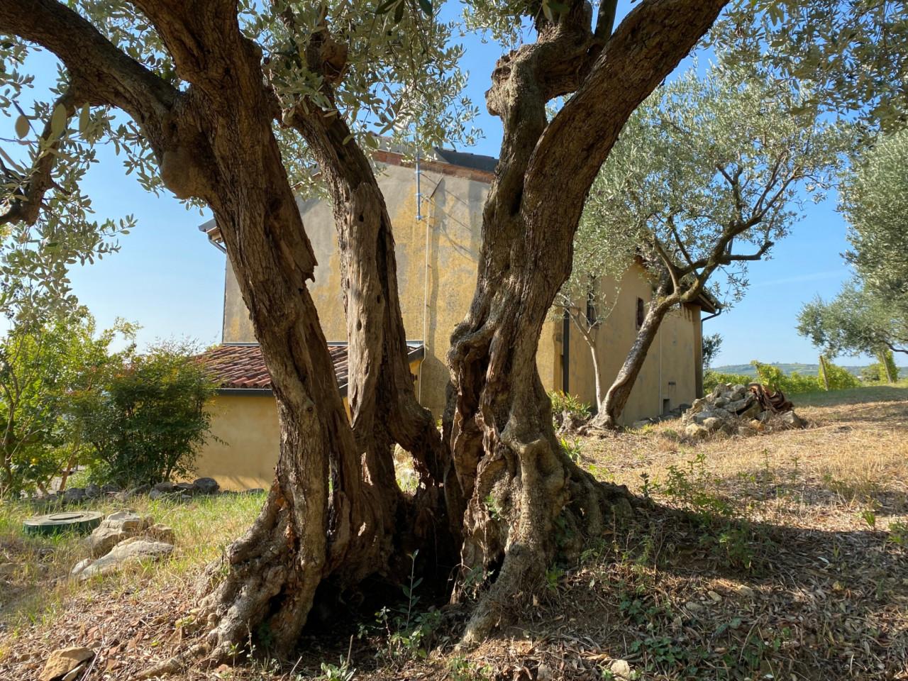 Rustico in vendita a Soave