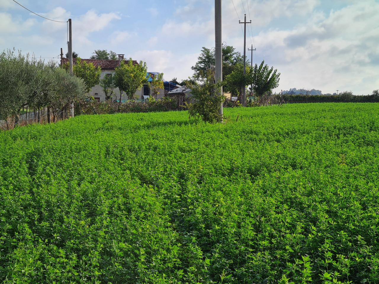 Terreno agricolo in vendita a Orgiano