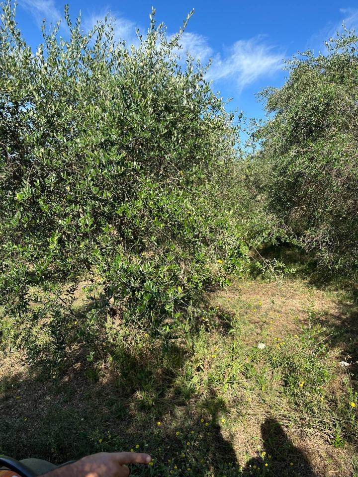 Terreno agricolo in vendita a Fermo