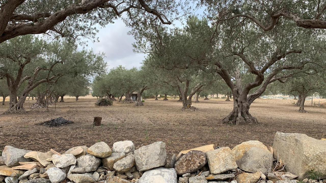 Terreno agricolo in vendita a Giarratana