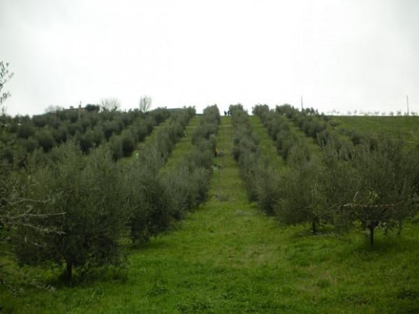 Terreno agricolo in vendita a Pistoia