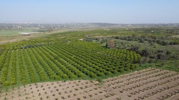 Terreno agricolo in vendita a Noto