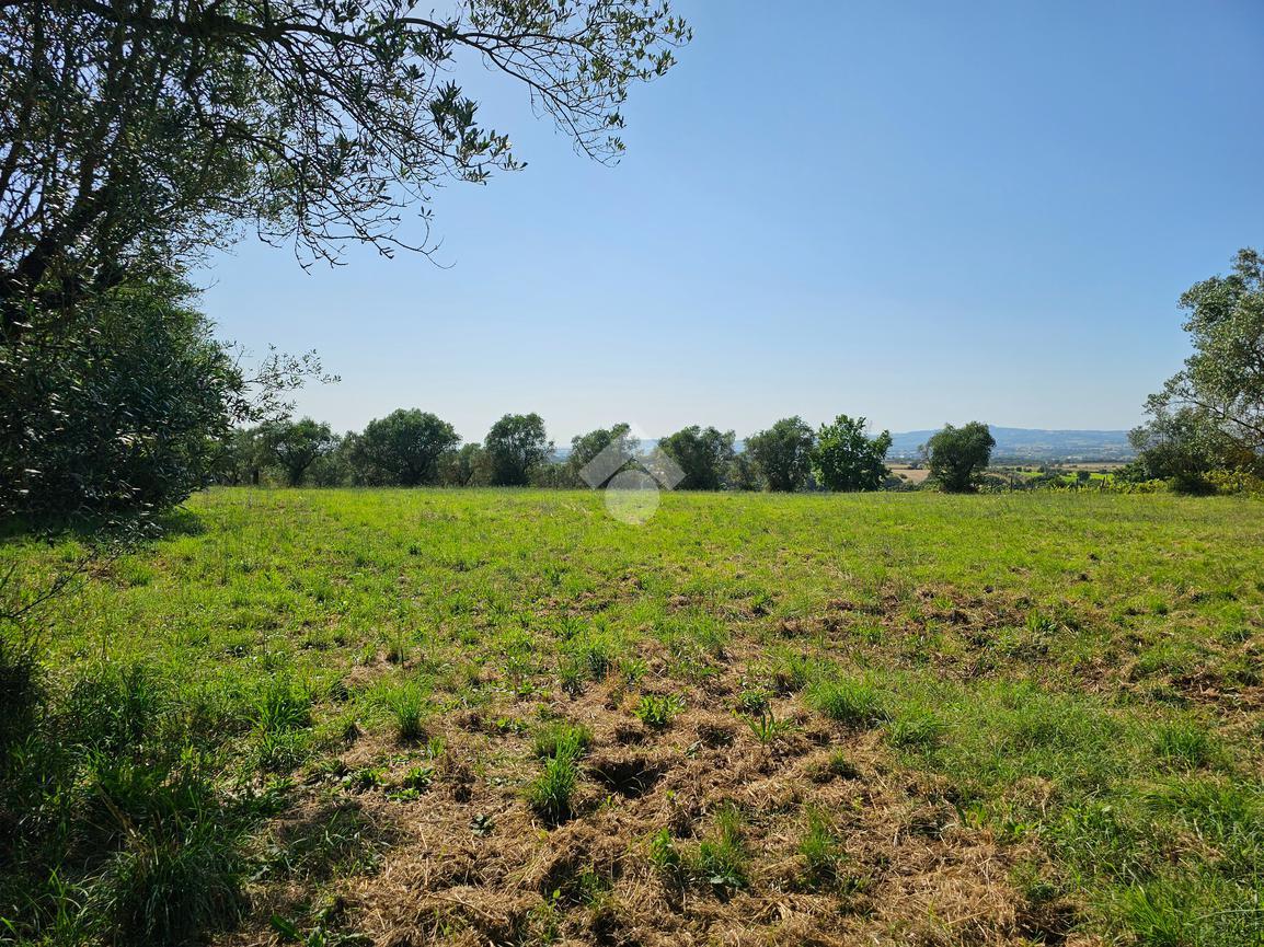 Terreno agricolo in vendita a Vitorchiano