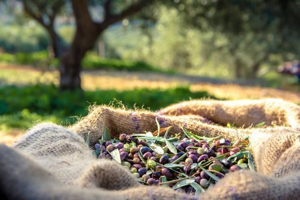 Terreno agricolo in vendita a Alassio